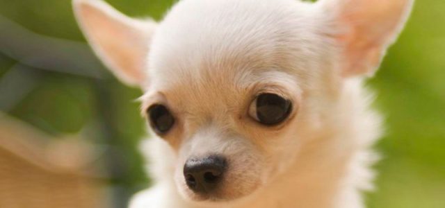 ¡Chihuahuas! - Mundo Cachorro