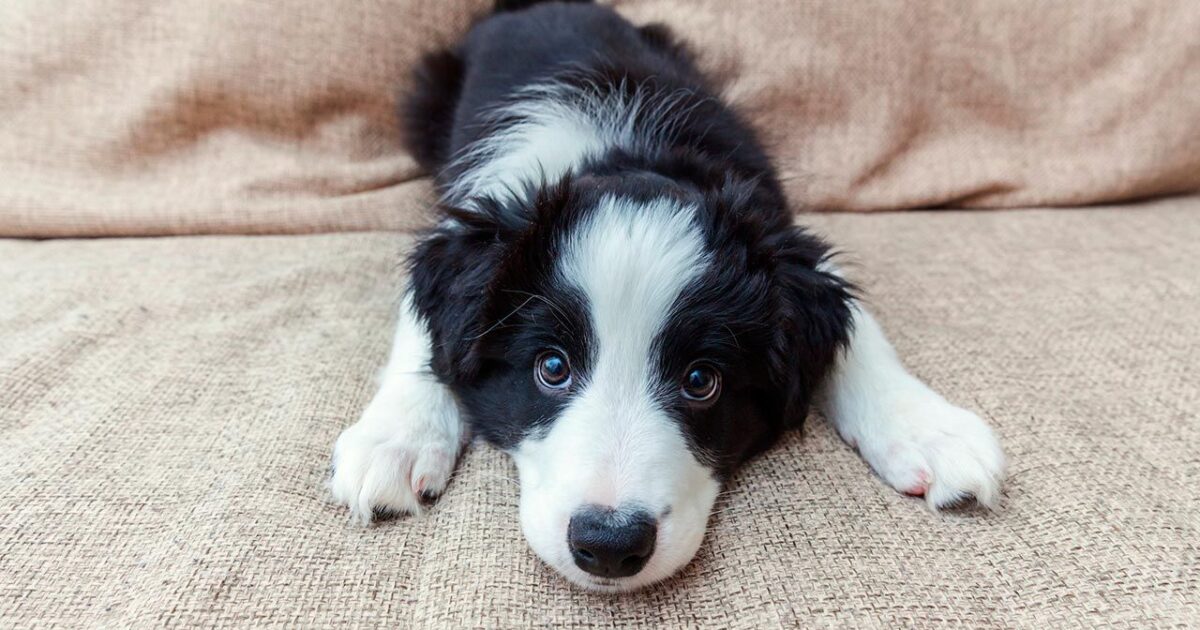 Razones para adquirir un perro