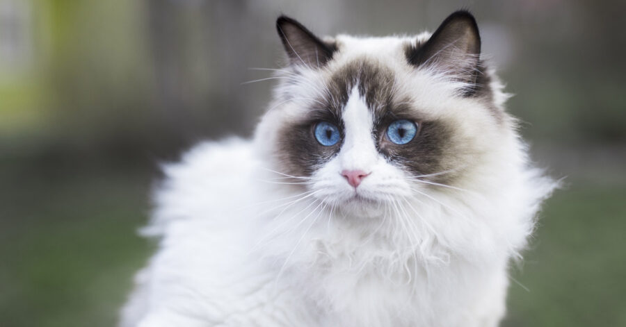 ¿Conoces El gato Ragdoll?