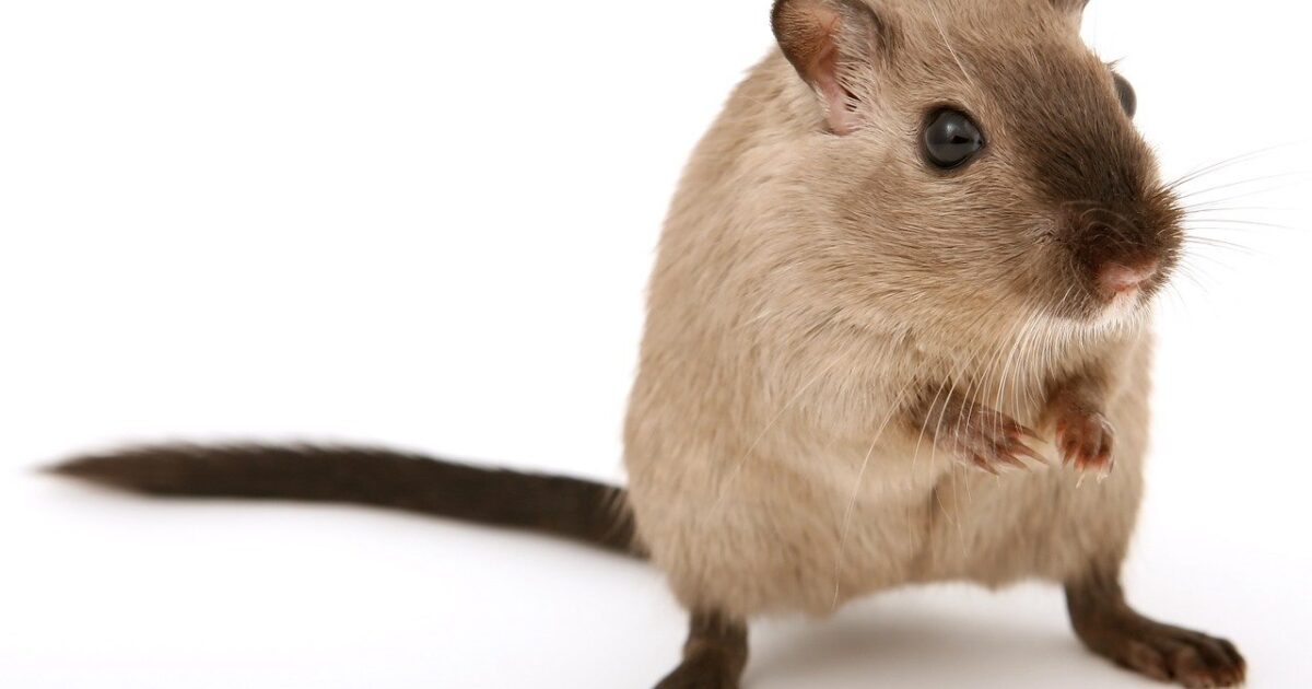 ¿Conoces el Jerbo? Te presentamos este pequeño animal