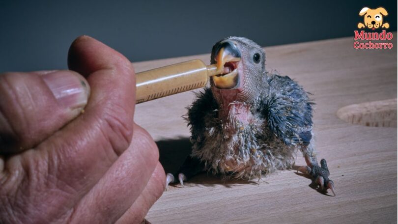 How to feed a lovebird