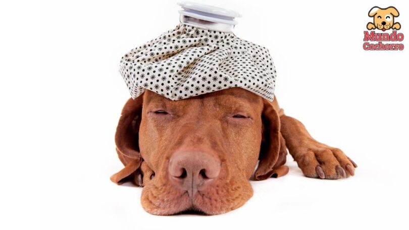 erro con diarrea o colitis: cómo cuidarlo