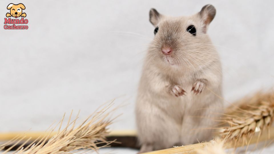 Lo que necesita un jerbo como mascota