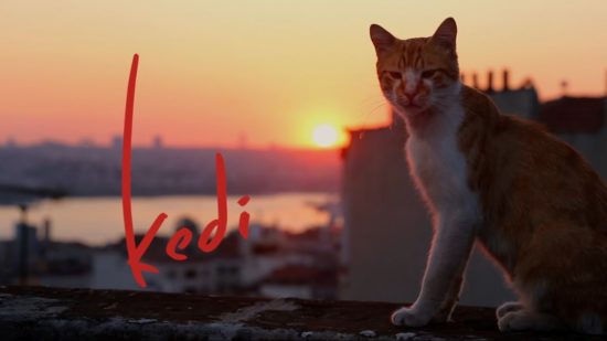 "Kedi," the stunning documentary starring cats. - Mundo Cachorro