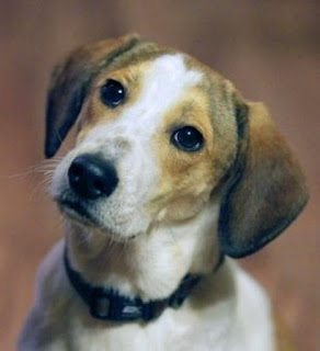 El perro Canelo esperó durante 12 años a que su dueño saliera del hospital