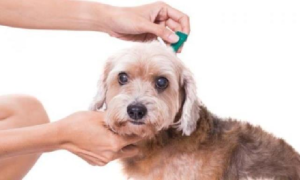 Cómo quitar una garrapata a un perro - Mundo Cachorro