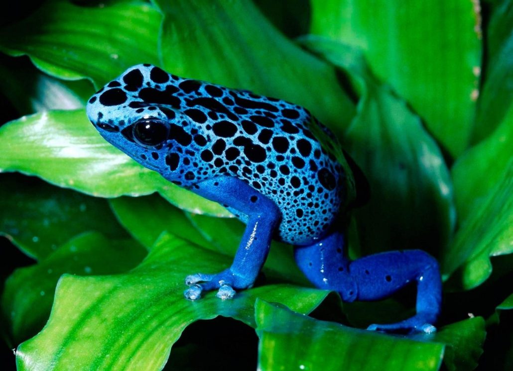 Las fascinante y peligrosa rana azul: Dendrobates Tinctorius - Mundo ...