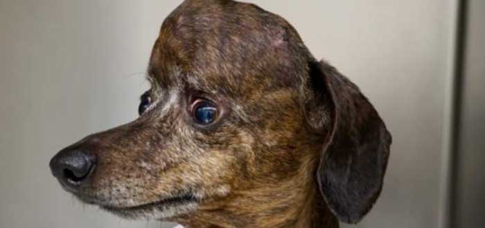 Patche, el perrito que ha salvado su vida gracias a una impresora 3D ...