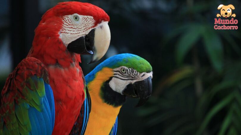 We explain how parrots make sounds