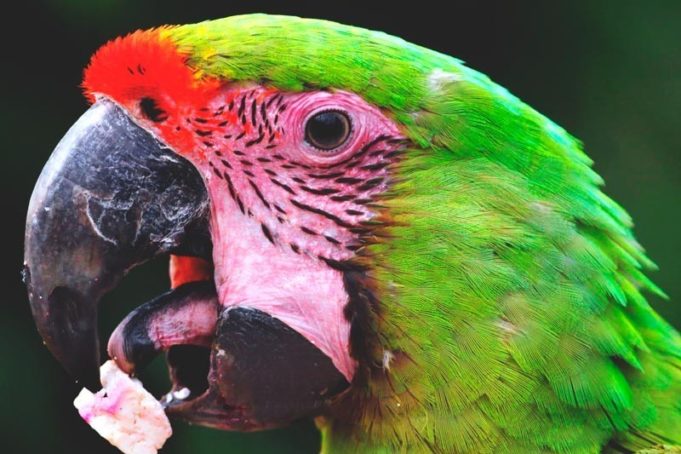 Las 6 razones de por qué tu loro tiene problemas de plumas - Mundo Cachorro