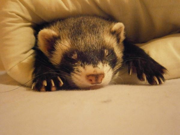 What a healthy ferret diet looks like - Mundo Cachorro
