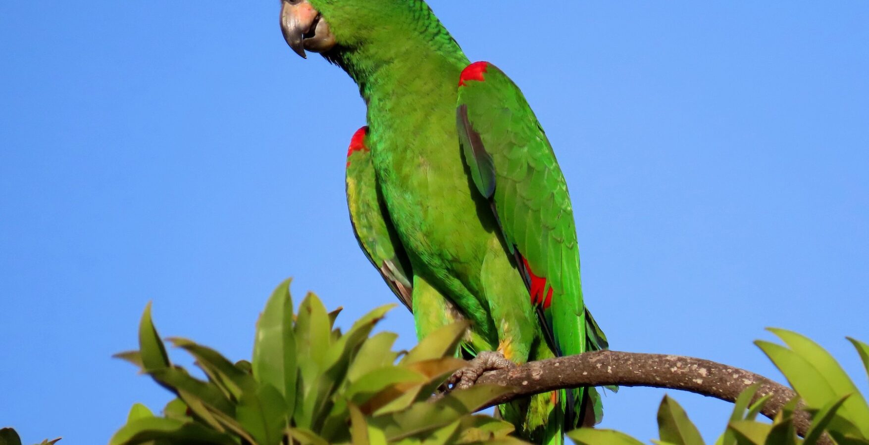 4 tips to keep in mind when keeping a parrot at home