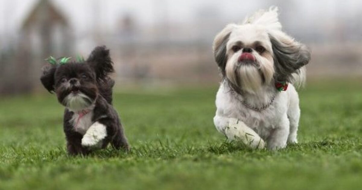 5 cuidados básicos para perros pequeños - Mundo Cachorro