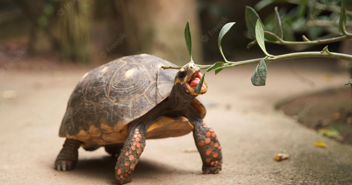 Qué debe tener un terrario para una tortuga de tierra