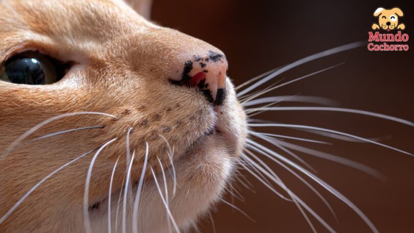 ¿Cuál es la función de los bigotes de los gatos?