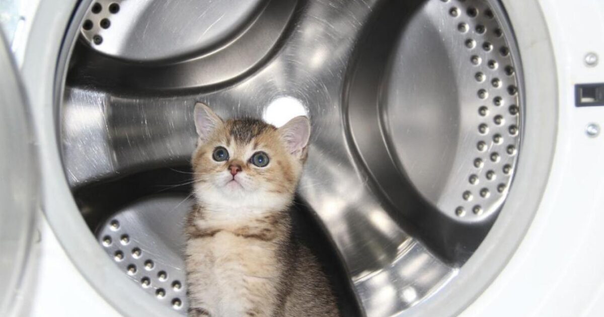 Cómo enseñar a tu gato las reglas de la casa - Mundo Cachorro