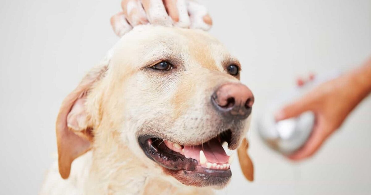 Cómo mantener limpio a tu perro sin bañarlo - Mundo Cachorro