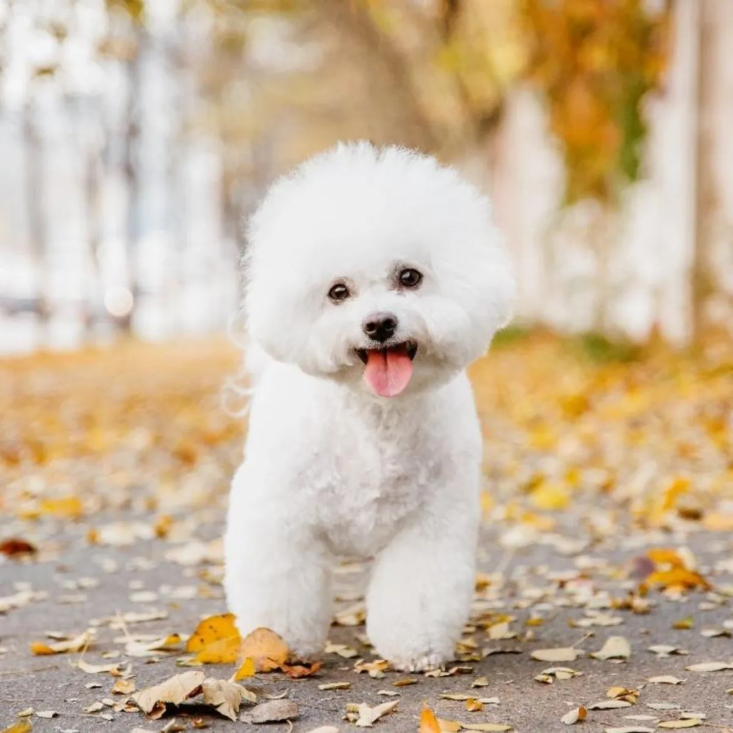Cómo cuidar el pelo rizado de tu perro - Mundo Cachorro