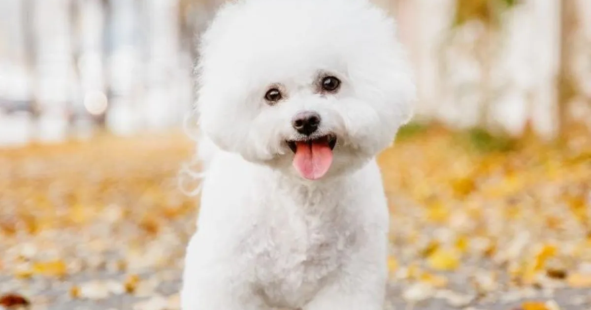 Cómo cuidar el pelo rizado de tu perro - Mundo Cachorro