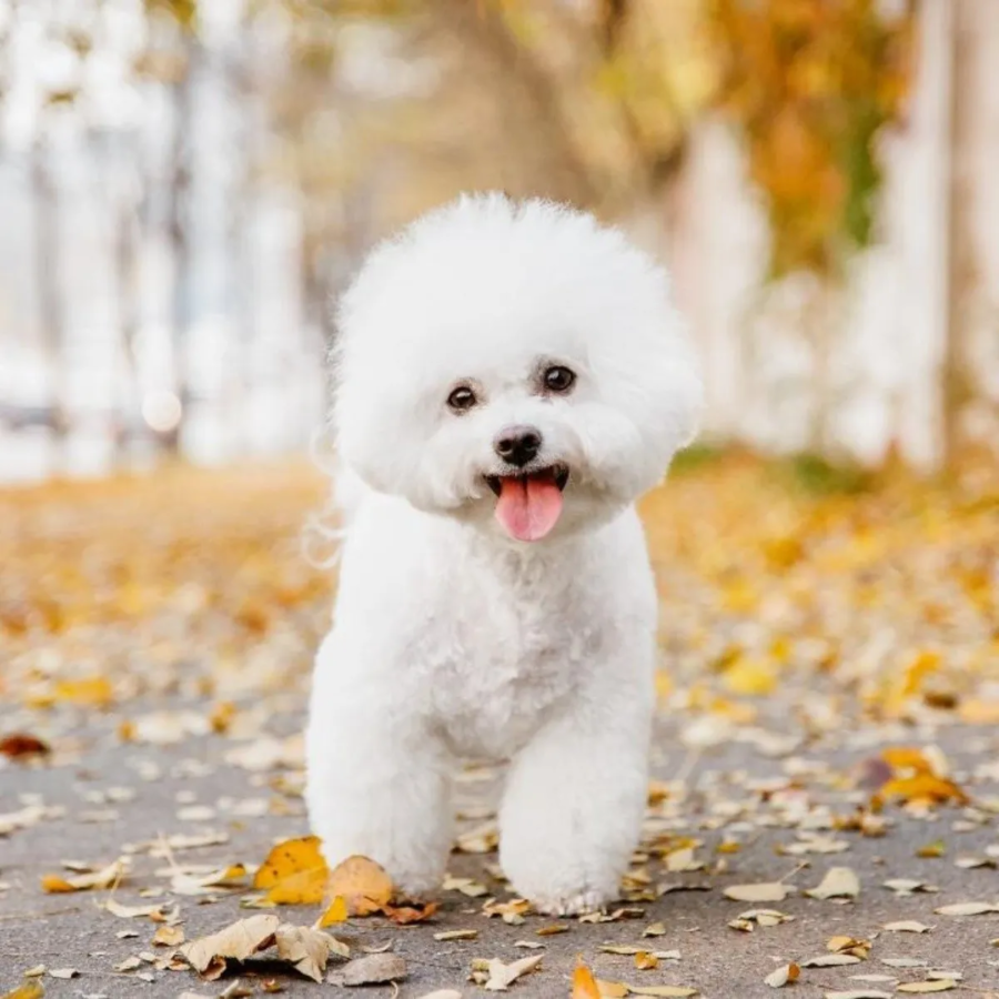 Cómo cuidar el pelo rizado de tu perro - Mundo Cachorro