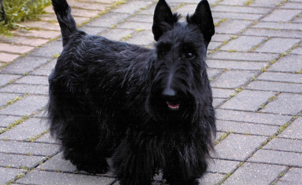 Cuidados para perros de pelo duro - Mundo Cachorro