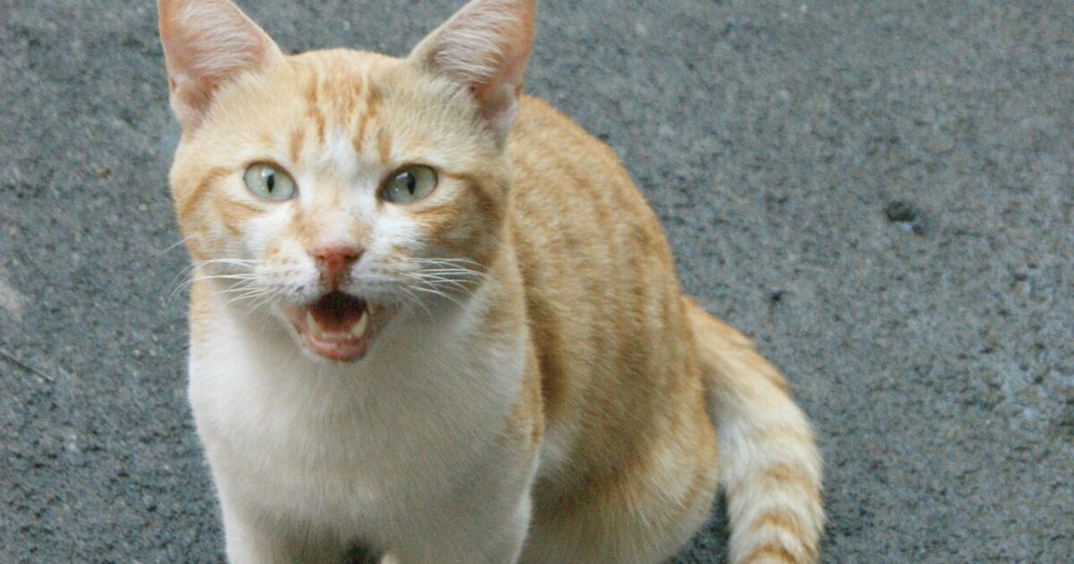 Principales problemas de conducta de los gatos y sus soluciones