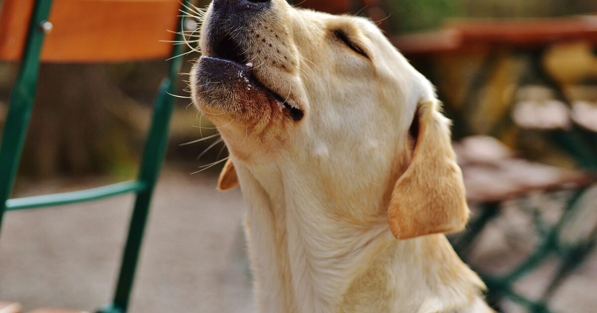 6 razones por las que tu perro aúlla - Mundo Cachorro