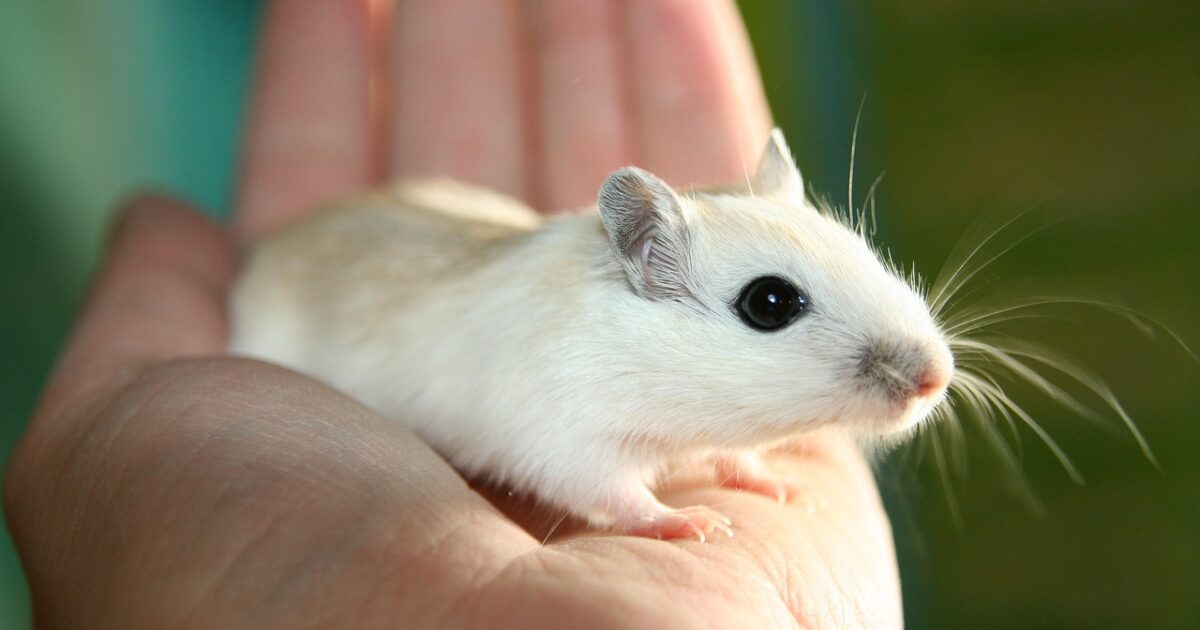 Guía de cuidados para adoptar un jerbo - Mundo Cachorro