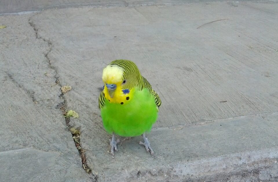 Guía de cuidados para una cotorra pequeña - Mundo Cachorro