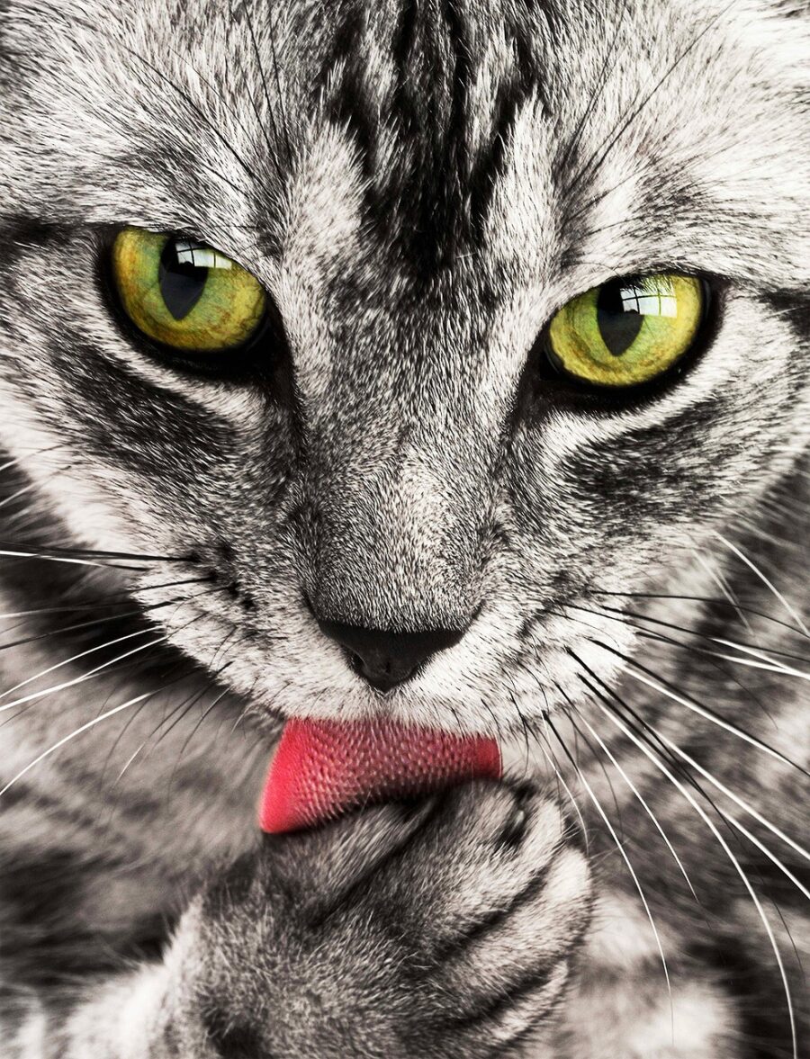 6 curiosidades de los gatos domésticos - Mundo Cachorro