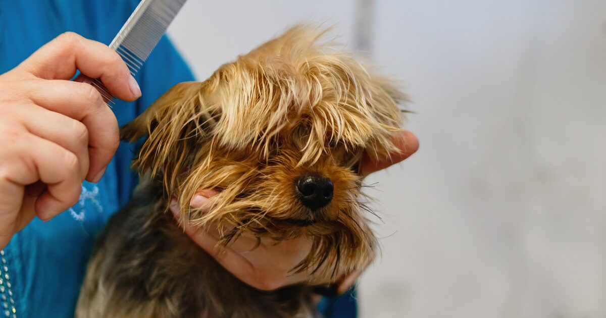 Razones por las que rapar a un perro es una mala idea