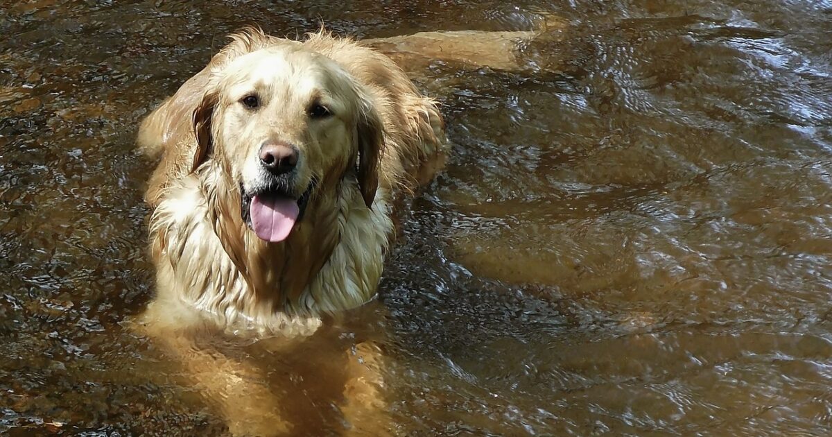Cómo enseñar a nadar a tu perro - Mundo Cachorro