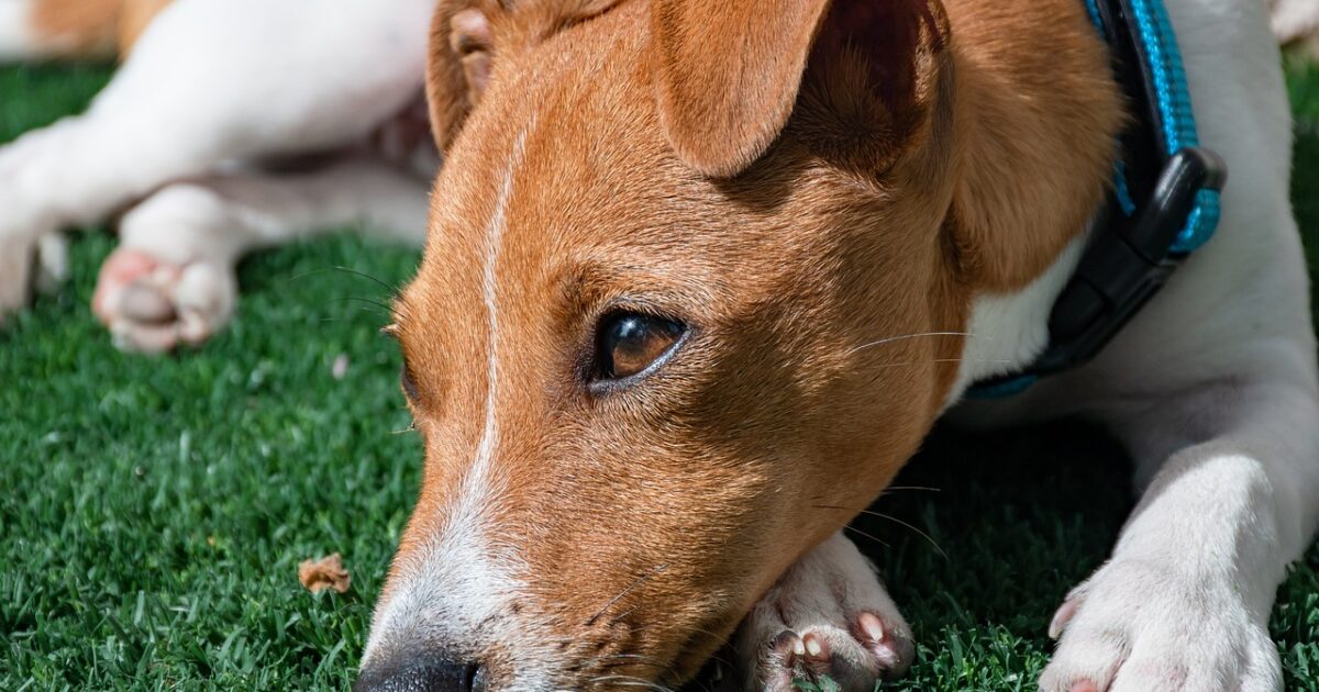 Cómo superar la pérdida de un perro - Mundo Cachorro