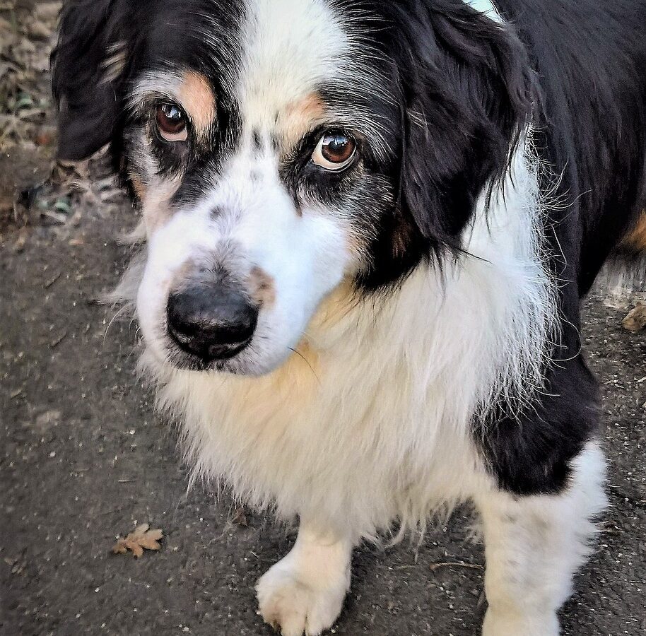 Ventajas de convivir con un perro senior - Mundo Cachorro