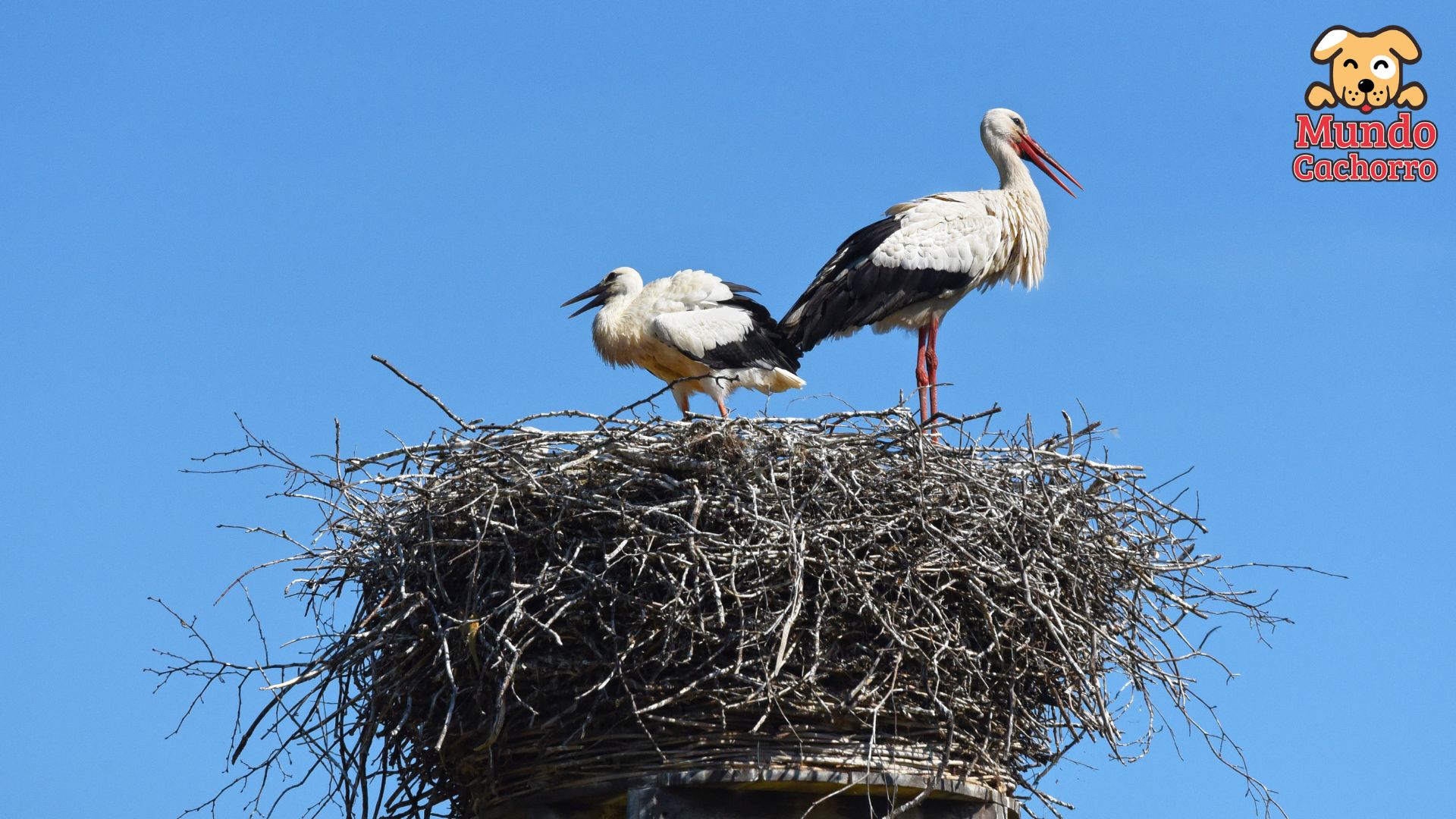 Relación entre el pico de un ave y su nido