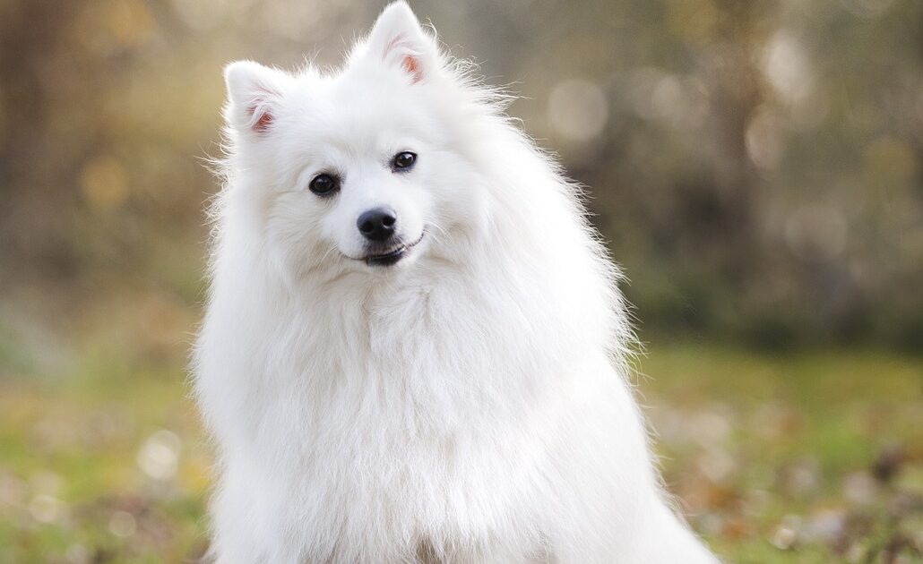 Cómo mantener saludable el pelaje de un perro - Mundo Cachorro