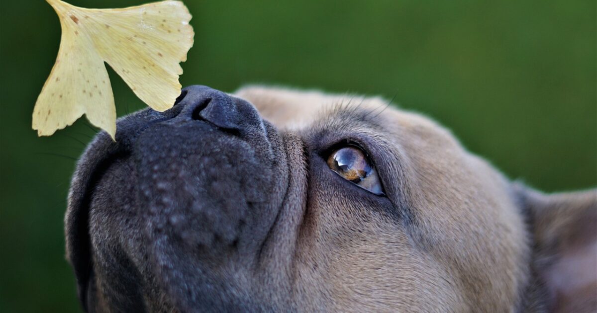Razones por las que es importante el olfato para los perros - Mundo ...