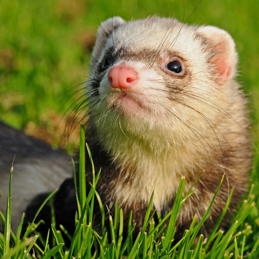 7 consideraciones antes de tener a un hurón de mascota - Mundo Cachorro