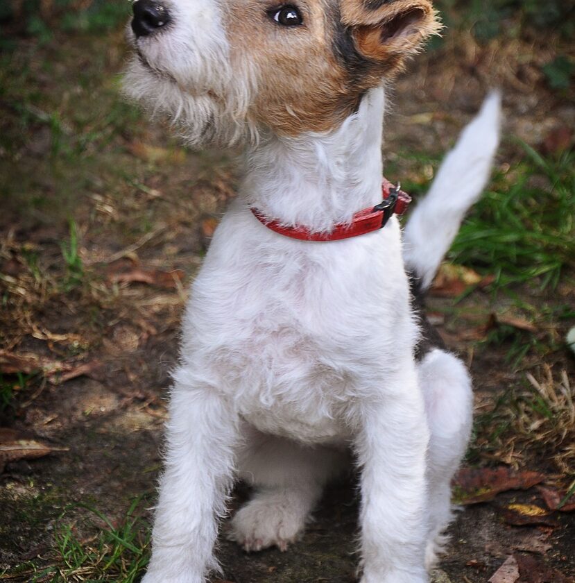 How to teach a dog to sit - Mundo Cachorro