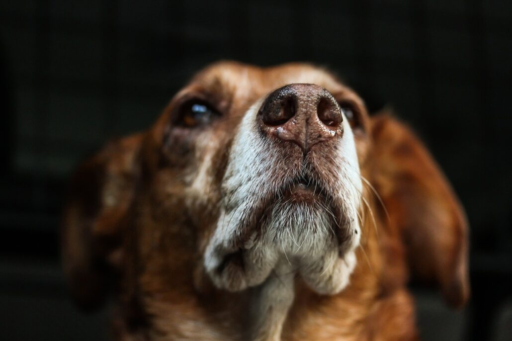 Por qué puede tener mal aliento tu perro y como eliminarlo - Mundo Cachorro