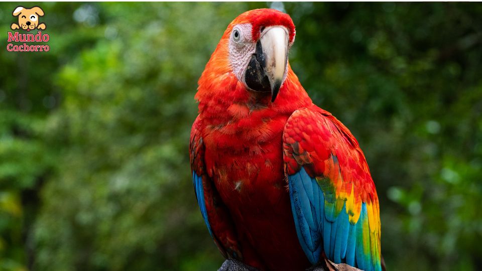 Curiosidades de los loros que desconocías