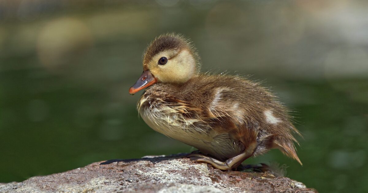 ¿Qué necesito para tener un pato en una casa? - Mundo Cachorro