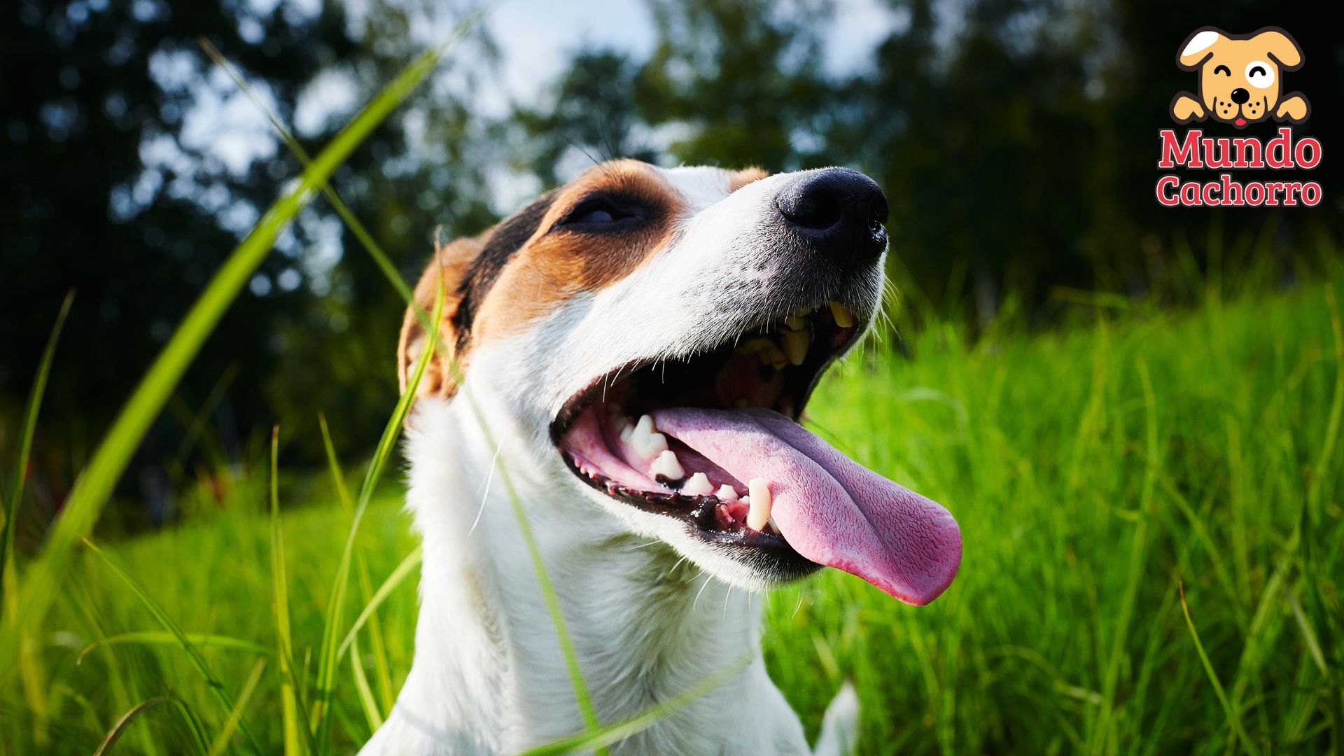 Soluciones al mal aliento en los perros