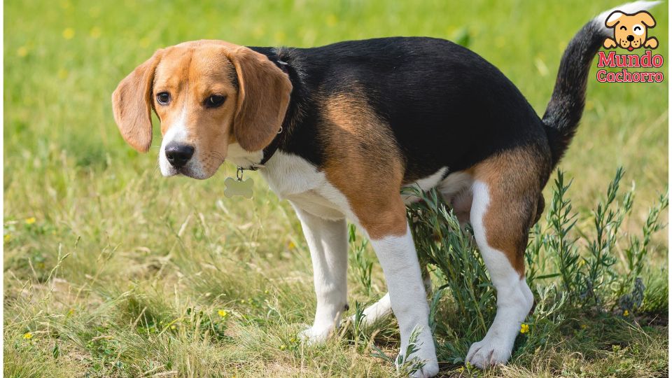 ¿Por qué comen caca los perros?
