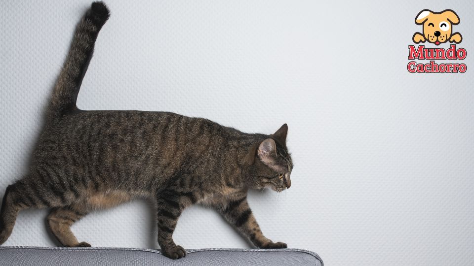 Tratamiento casero para la ataxia en gatos
